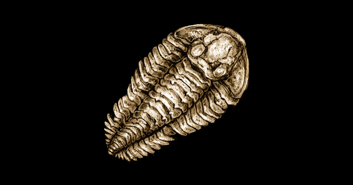 Calymene Trilobite Fossil Sticker - Trilobite - Sticker | TeePublic