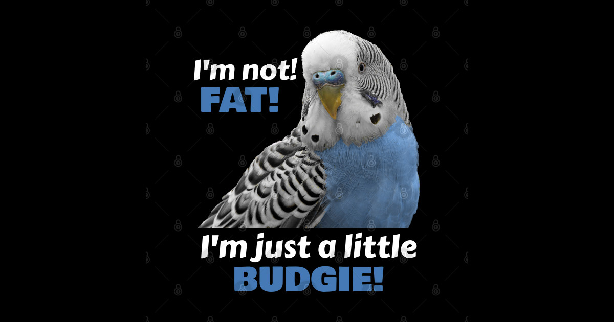 Fat Budgie Blue Parakeet Parrot - Budgie - Posters and Art Prints ...