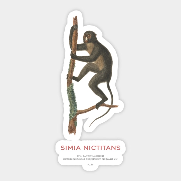 Greater spot-nosed monkey or Simia nictitans - Monkey - Sticker | TeePublic