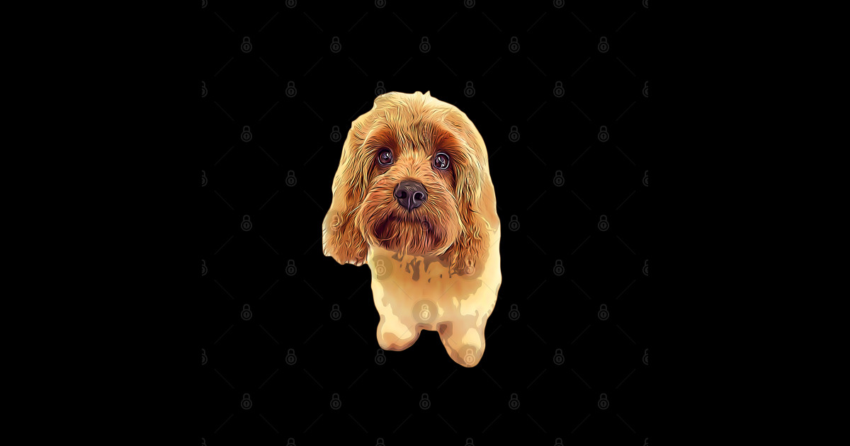 Cavapoo Doodle Cavoodle Cockapoo Goldendoodle Labradoodle Puppy Dog ...