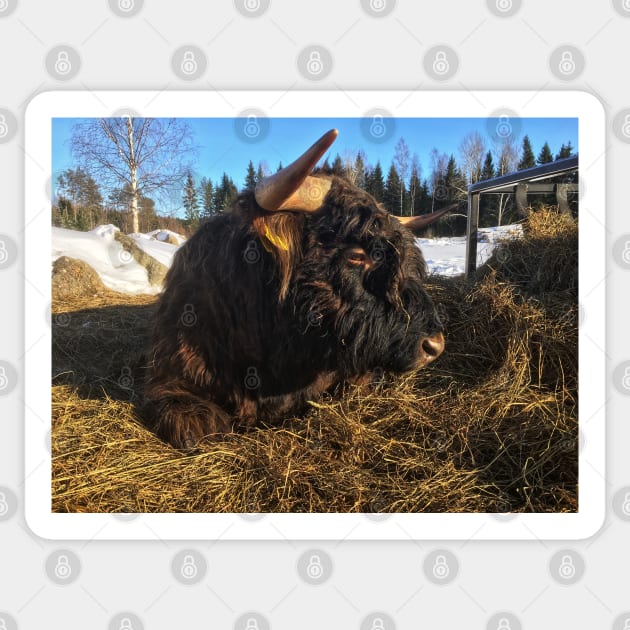 Scottish Highland Cattle Bull 1934 - Highland Cattle - Sticker | TeePublic