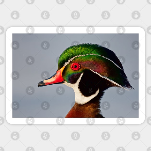 Colours of a Wood Duck - Wood Duck - Sticker | TeePublic