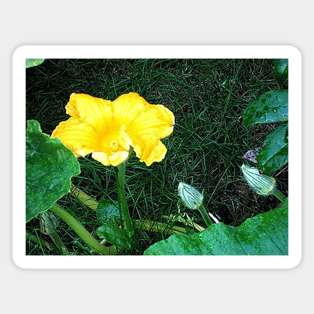 Squash Blossom - Yellow - Sticker | TeePublic