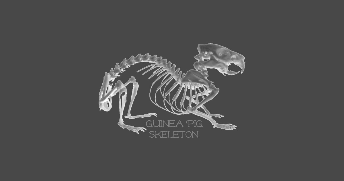 Guinea Pig Skeleton - Guinea Pig - T-Shirt | TeePublic