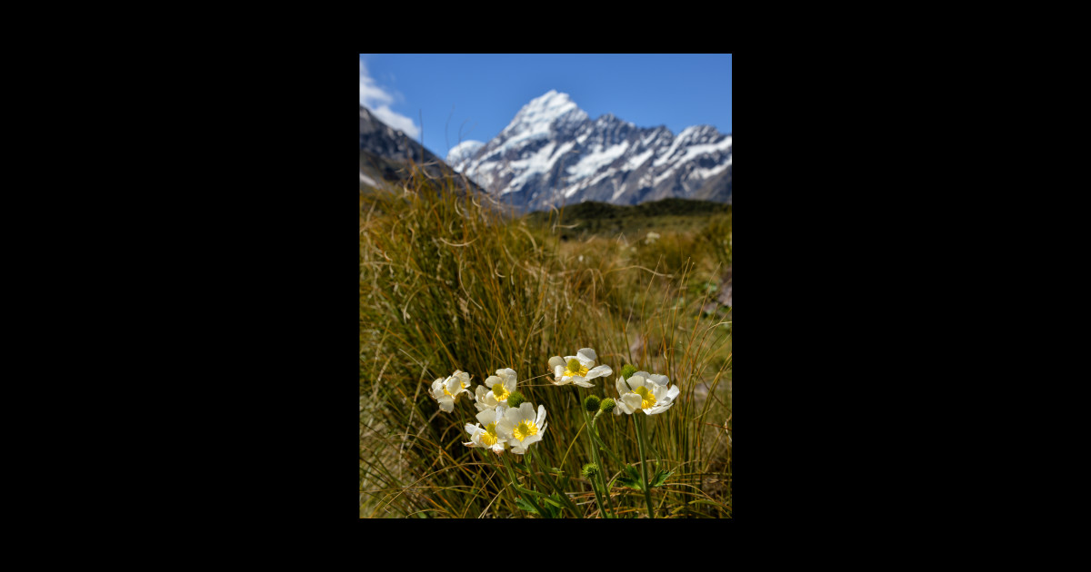 Mount Cook Lilies - Camera - Sticker | TeePublic