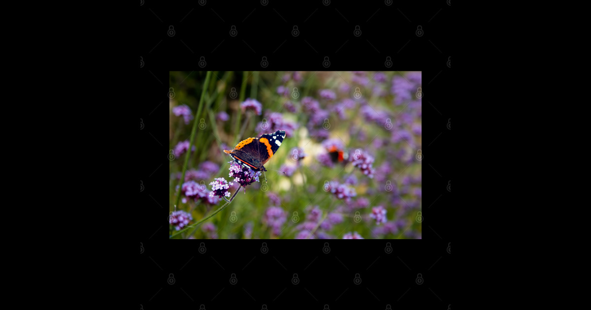 Red Admiral Butterfly - Butterfly - Sticker | TeePublic