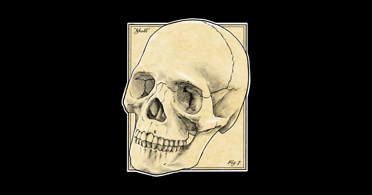 Anatomy textbook skull - Skull - Sticker | TeePublic
