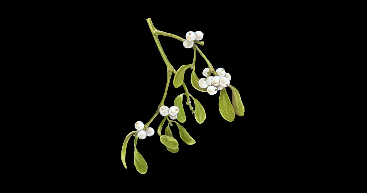 Mistletoe Watercolor - Mistletoe - Sticker | TeePublic
