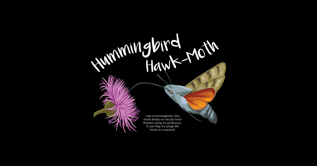Hummingbird Hawk-Moth - Hummingbird Hawk Moth Moth Insect Hu - Posters ...