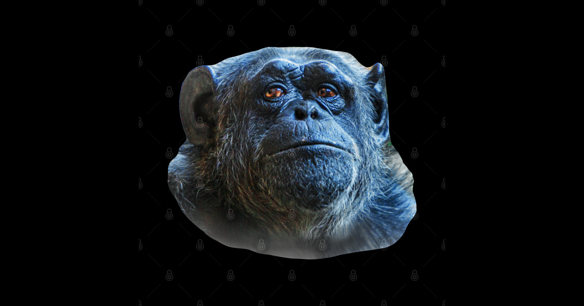 Chimp Eyes - Chimpanzee - Sticker | TeePublic