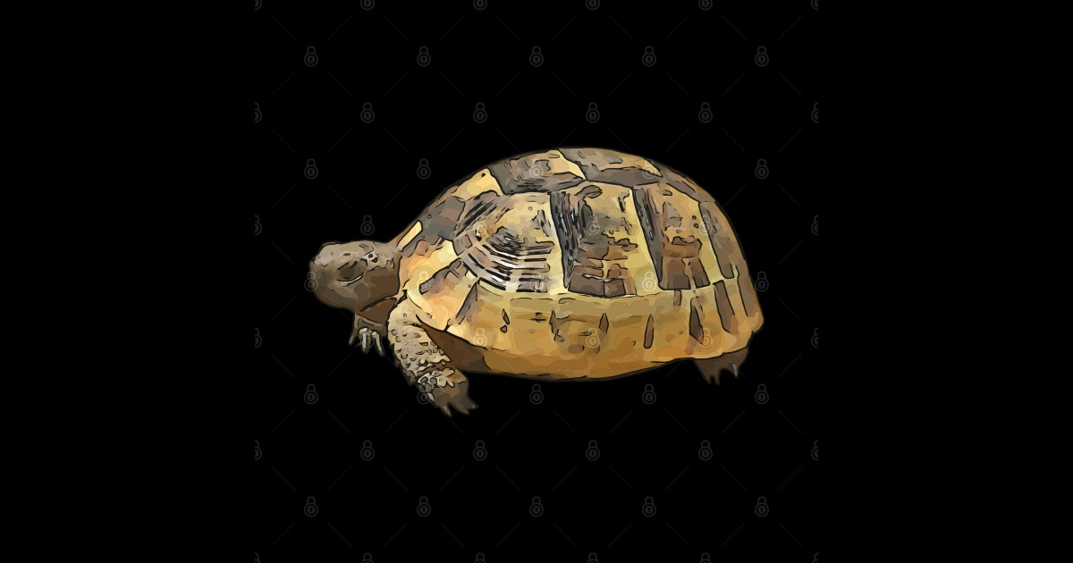 Side View of A Young Wild Tortoise Cartoon Cut Out - Tortoiseshell Cat ...