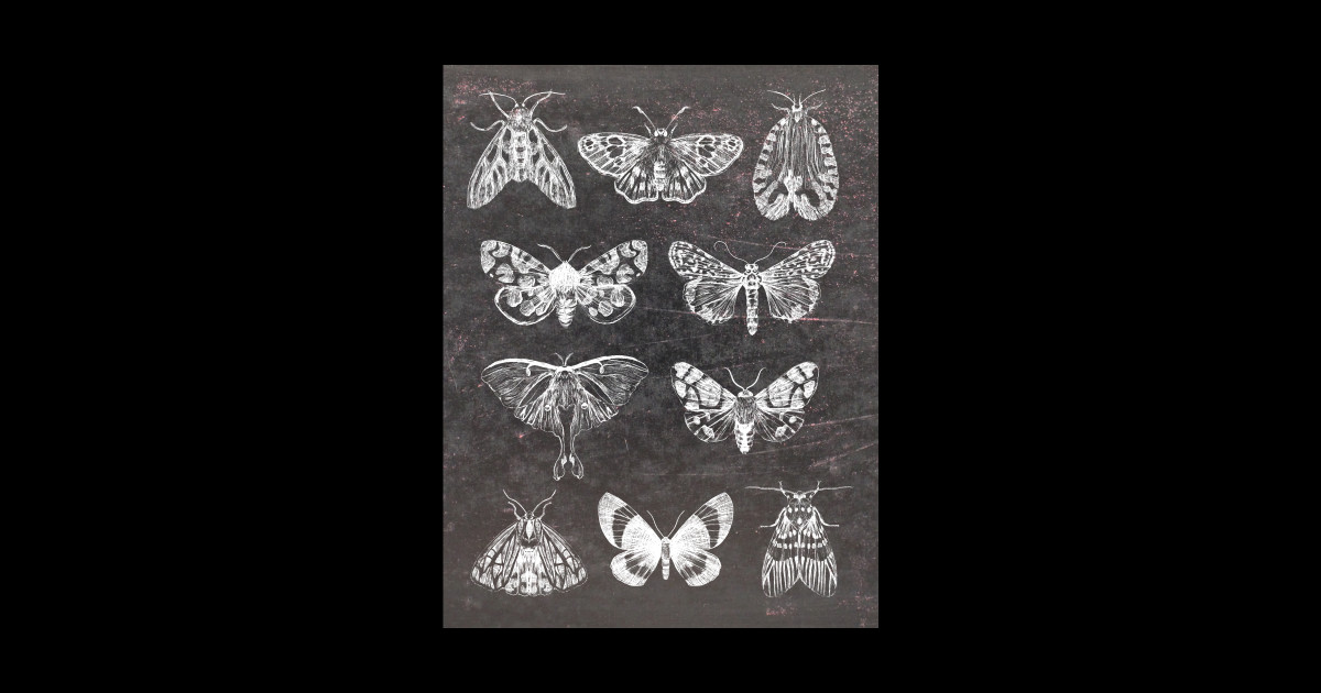 Moth collage - Moth - Sticker | TeePublic
