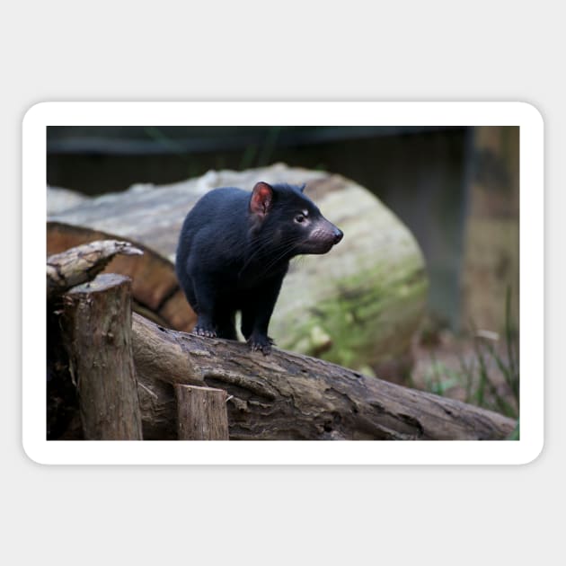 Tasmanian Devil - Australian - Sticker | TeePublic