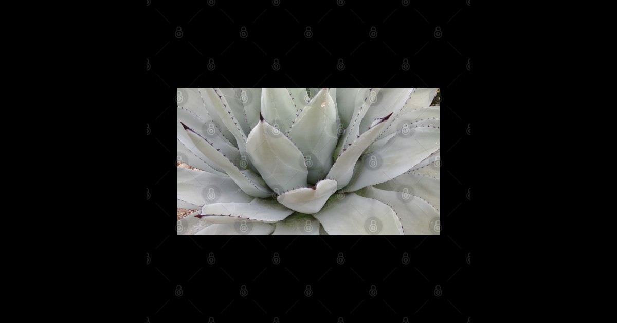 Gray Agave Plant - Agave - Sticker | TeePublic