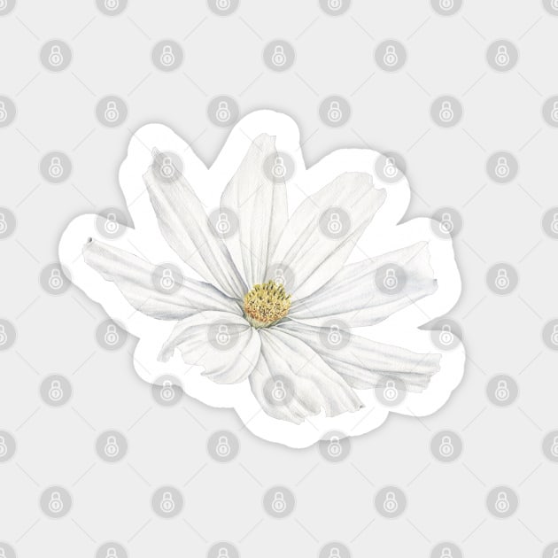 White Cosmos Flower with Back Background - White Cosmos Flower ...