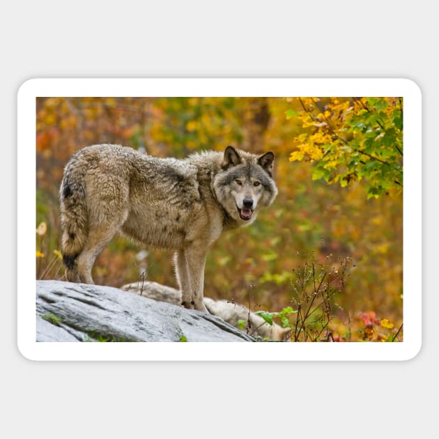 Gray Wolf - Timber Wolf - Sticker | TeePublic