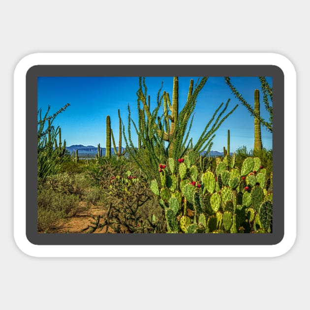 Saguaro National Park - Cactus - Sticker | TeePublic