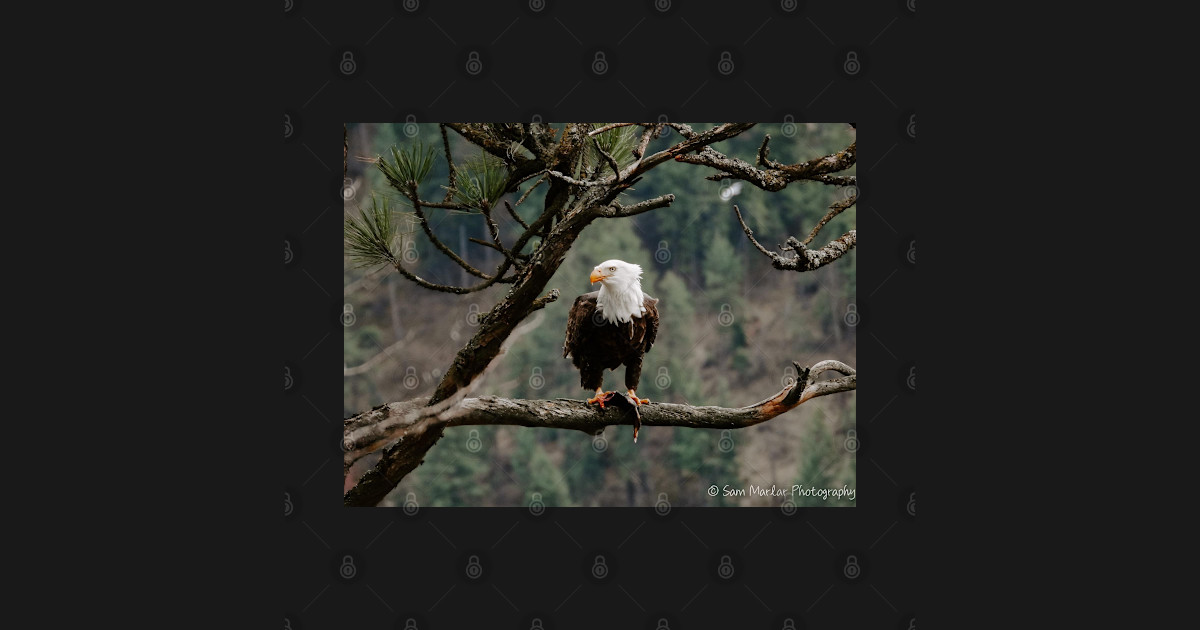 The Eagle has landed - Eagles - T-Shirt | TeePublic