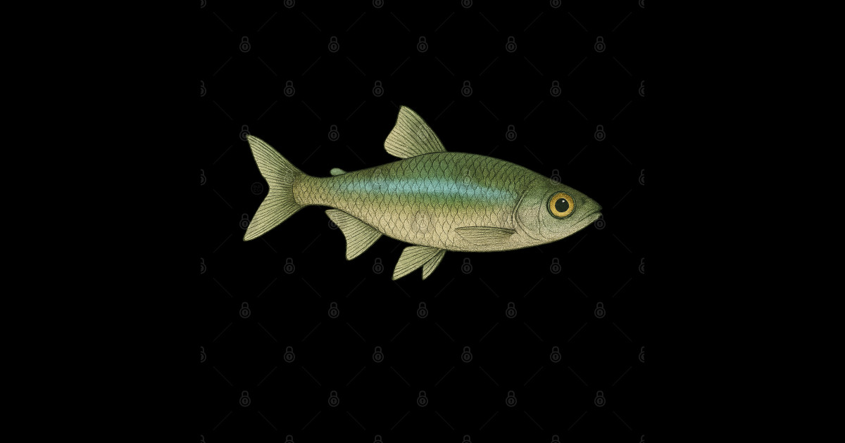 Green Neon Tetra Fish Japanese Style - Amazon Fish - Cardinal Tetra ...