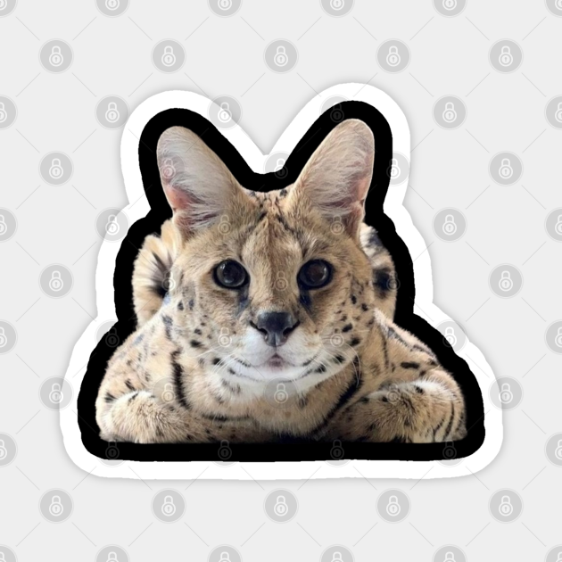 Sogga My Beloved Serval Meme Cat Meme - Sogga My Beloved - Magnet ...