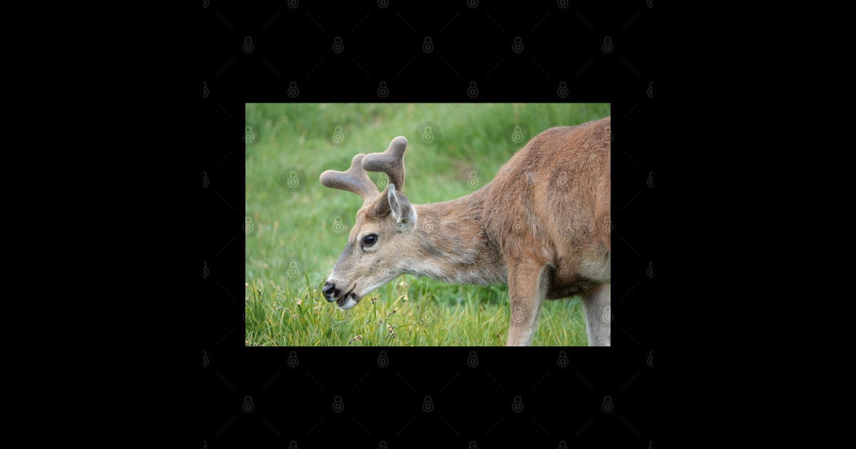 Black-tailed deer - Blacktail Deer - Sticker | TeePublic