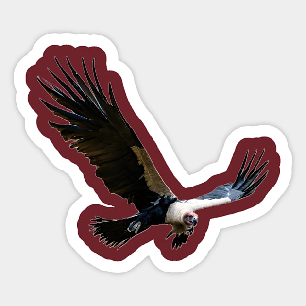 Andean Condor Harpy Soaring - Andean Condor Harpy Soaring - Sticker ...