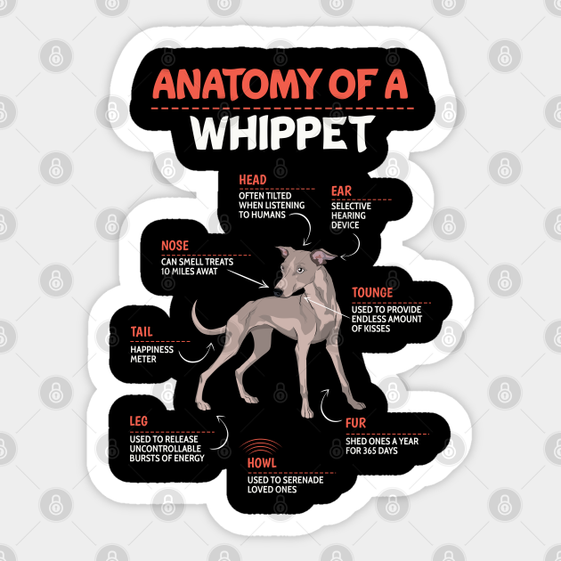 Definition Animal Pet Anatomy Of Whippet - Anatomy - Sticker | TeePublic