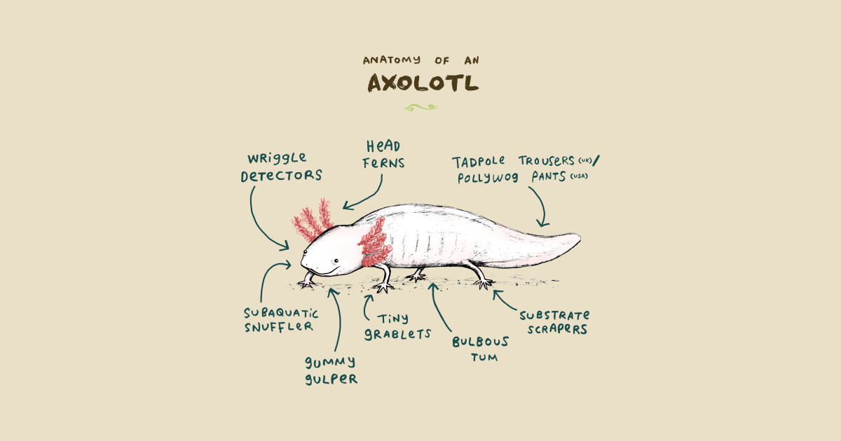 Anatomy of an Axolotl - Axolotl - Pin | TeePublic