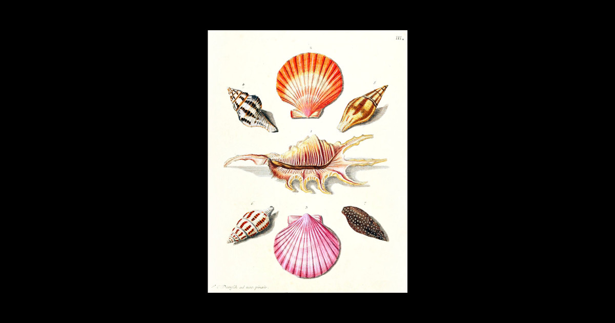 Scientific illustration of seashells - Seashells - Posters and Art ...