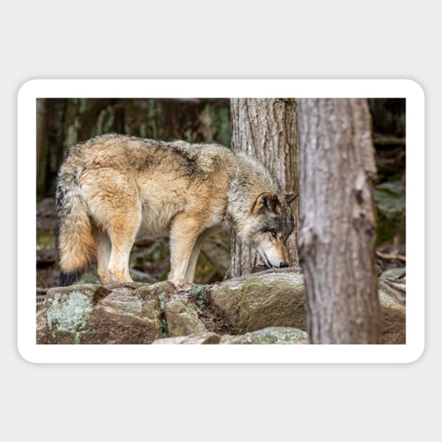 Eastern Gray Wolf - Timber Wolf - Sticker | TeePublic