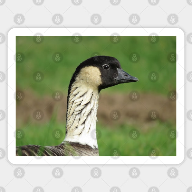 Nene - state bird of Hawaii - Nene - Sticker | TeePublic
