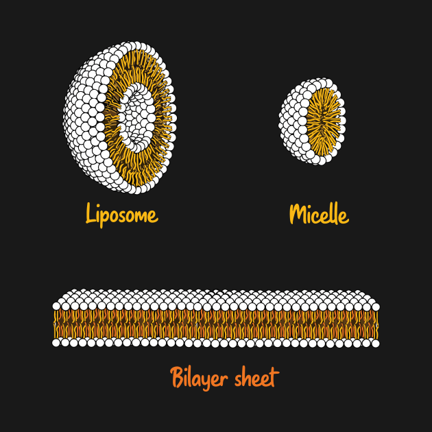 Phospholipids arrangement. Liposome Micelle soap phospholipid bilayer sheet - Phospholipids ...