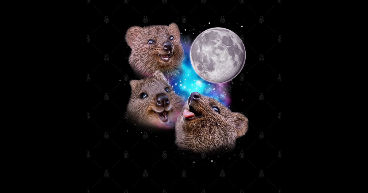 Three Quokkas Howl at the Moon - Quokka - Posters and Art Prints ...