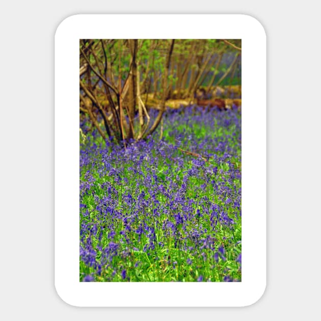 Bluebell Woods Basildon Park Reading UK - Bluebell Woods - Sticker ...