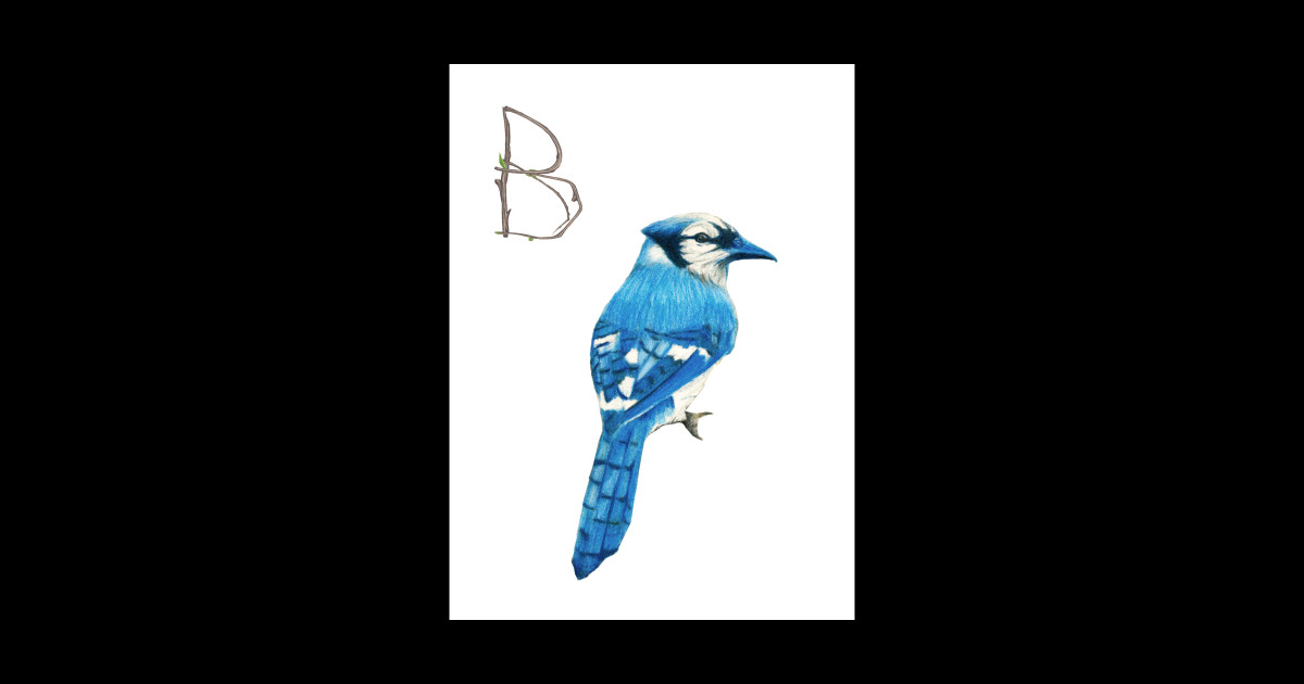 B for blue bird alphabet illustration - Blue Jay - Sticker | TeePublic