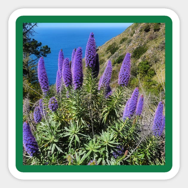 Pride of Madeira - Wildflowers - Sticker | TeePublic