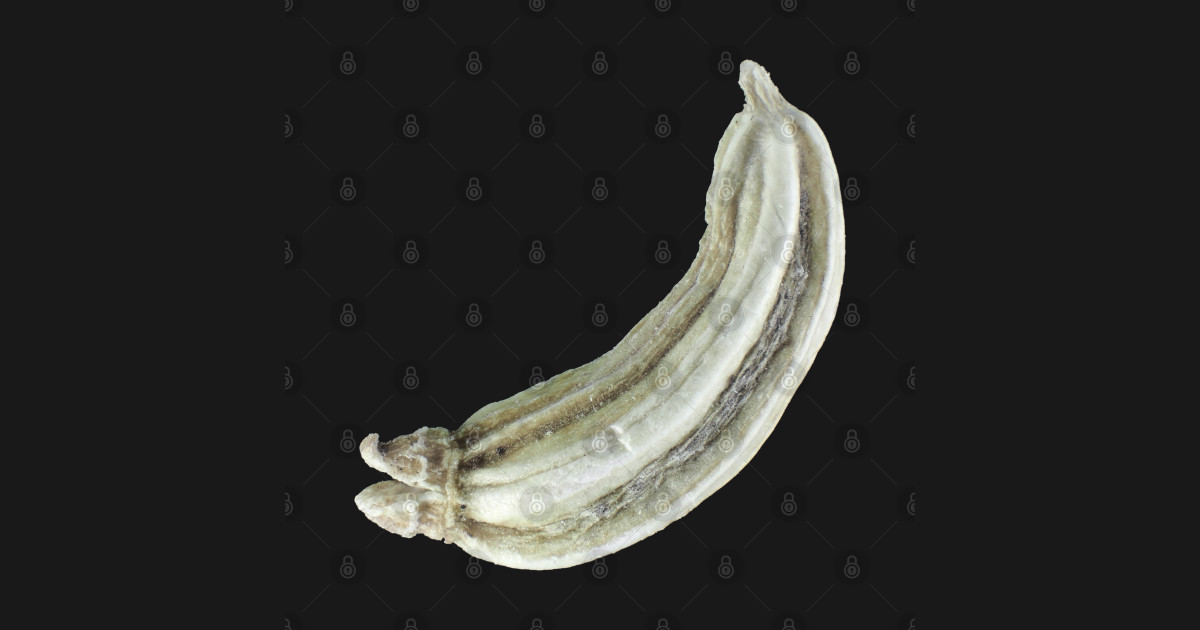 Fennel seed under the microscope - Seeds - T-Shirt | TeePublic