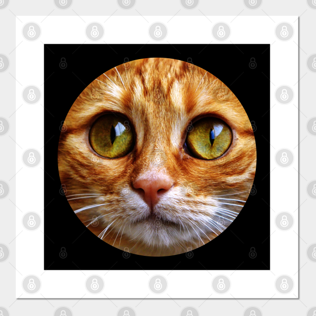 Cat pfp - Cat Pfp - Posters and Art Prints | TeePublic