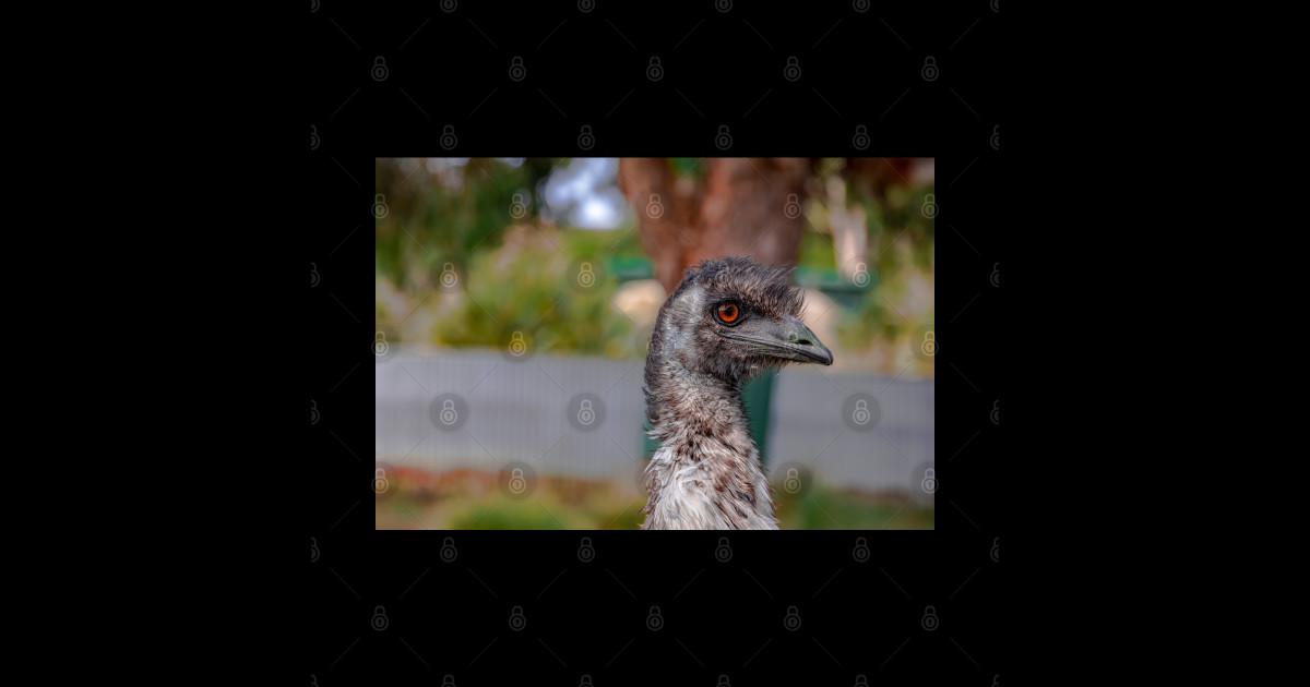 Tasmanian Wildlife - Tasmania - Sticker | TeePublic