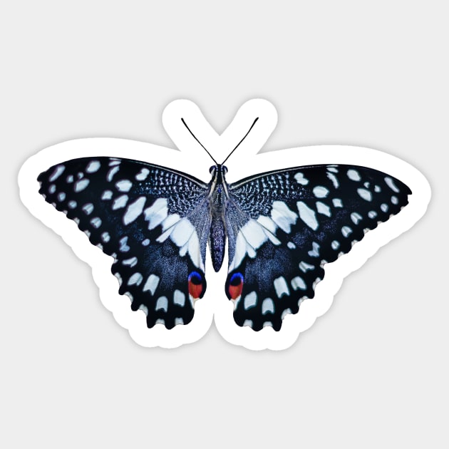 Butterfly Wings - Butterfly Wings - Sticker | TeePublic
