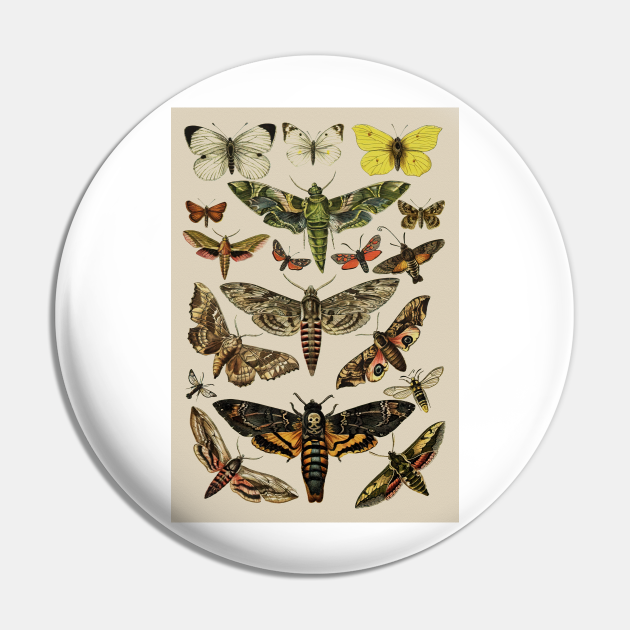 Vintage Scientific Moth Reference Charts - Moths - Pin | TeePublic