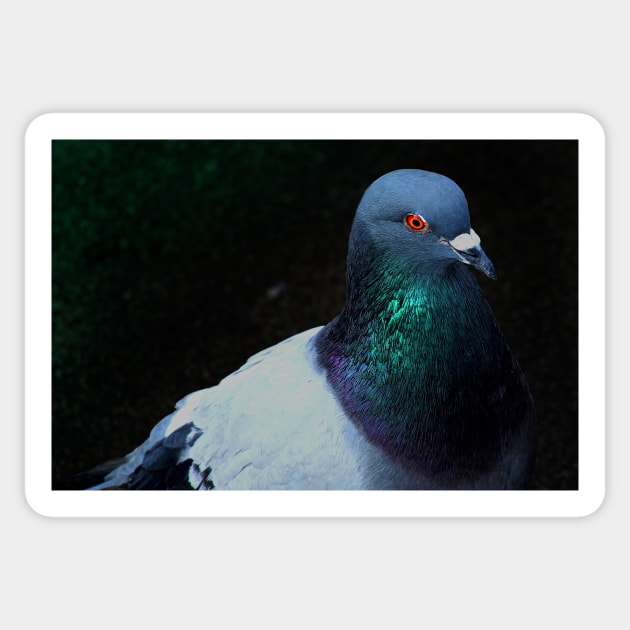 Cool pigeon portrait - Pigeon - Sticker | TeePublic