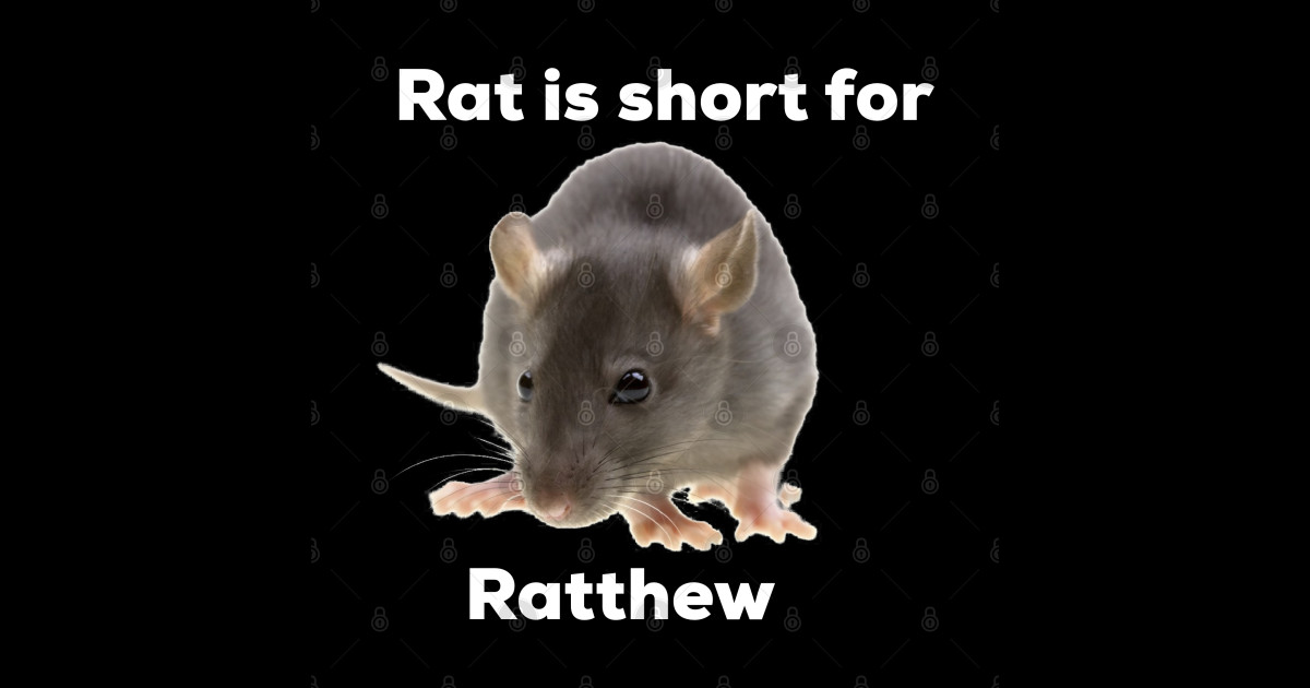 Rat Is Short For Ratthew - Funny Rat - Sticker | TeePublic