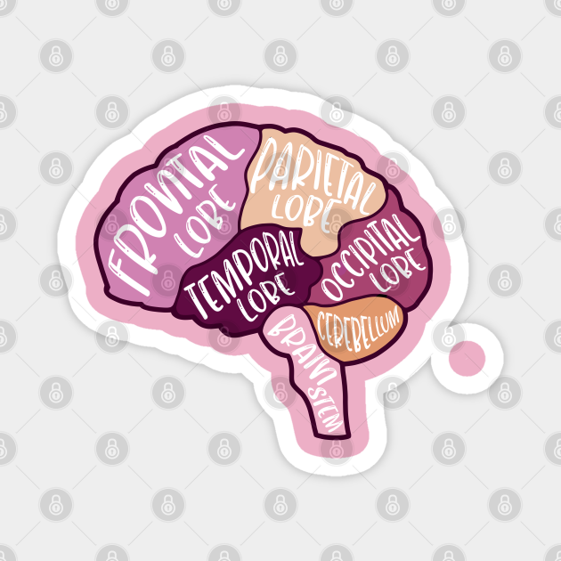Human brain - anatomy of the brain - Human Brain - Magnet | TeePublic