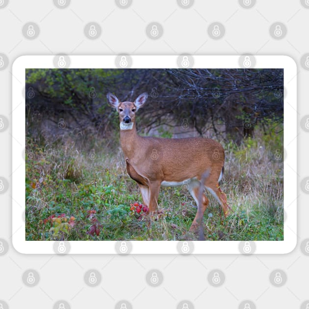 Doe Queen - White-tailed deer - White Tailed Deer - Sticker | TeePublic