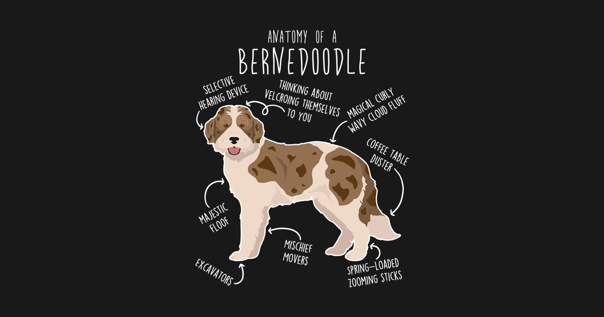 Bernedoodle Parti Chocolate Merle Dog Anatomy - Bernedoodle - T-Shirt ...
