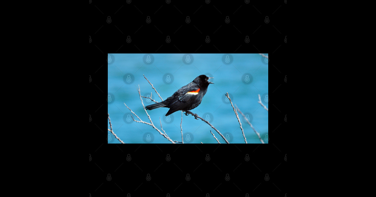 Red-winged Blackbird Calling With Its Beak Wide Opened - Red Winged ...