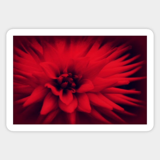 Redder Than Red - Dahlia - Sticker | TeePublic
