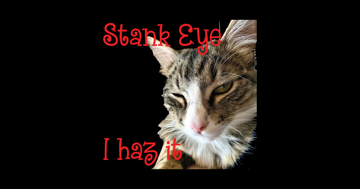 STANK EYE, I haz it! annoyed Maine Coon cat - Stank Eye I Haz It ...
