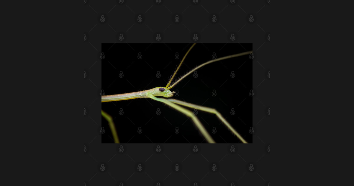 A tiny stick insect nymph with a slightly transparent body - Insect - T ...